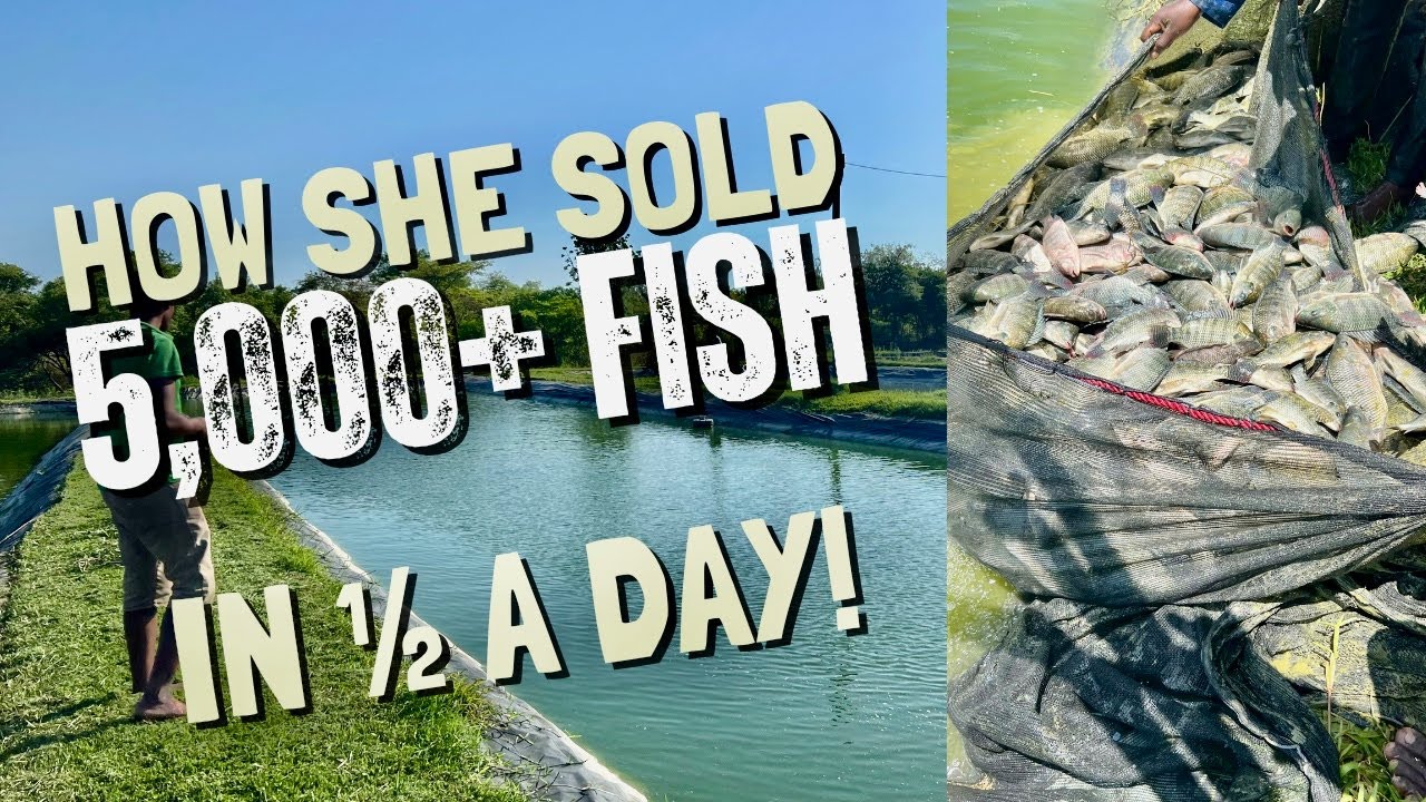 SHE SOLD 2000+ KGS OF FISH IN LESS THAN 3 HOURS | SEE HOW MRS SHAMENDA ...