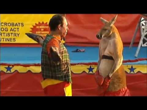 Boxing Kangaroo draws crowds and critics. - YouTube