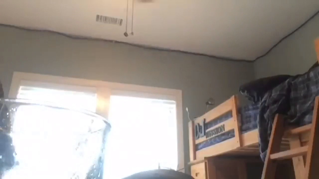 A chill pill tree in its natural habitat - YouTube