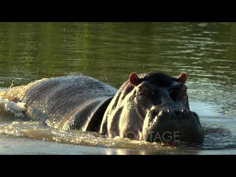 Hippo (Hippopotamus Amphibius) Blows Water From Nostrils As It Rises To The Surface Of A River