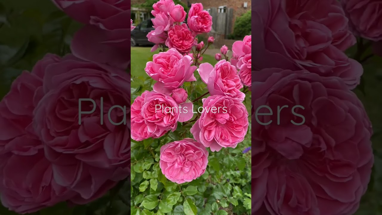 Climbing rose 'Anne Dakin' - YouTube