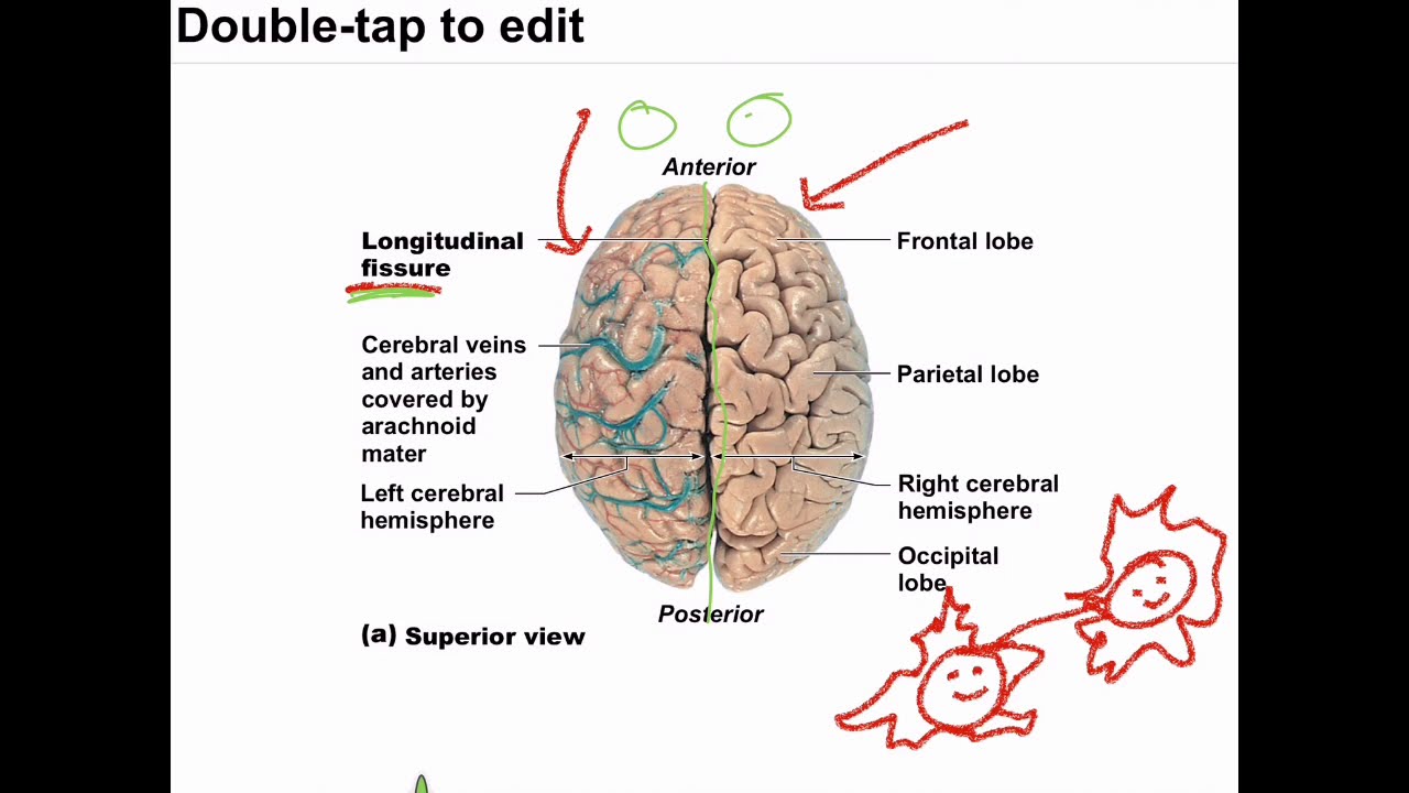 API - The Nervous System - The Brain-The surface and lobes of the brain ...