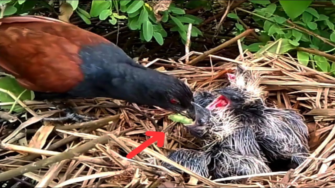 Greater coucal Birds bring blue worms to their children to eat - YouTube