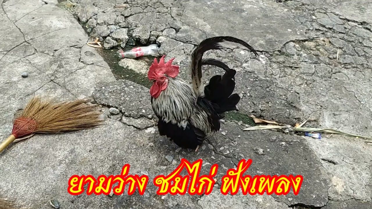 Got To Know - Jordan Padilla / ชม #ไก่แจ้ญี่ปุ่น ฟังเพลงเพราะๆ🎧🎼 ...