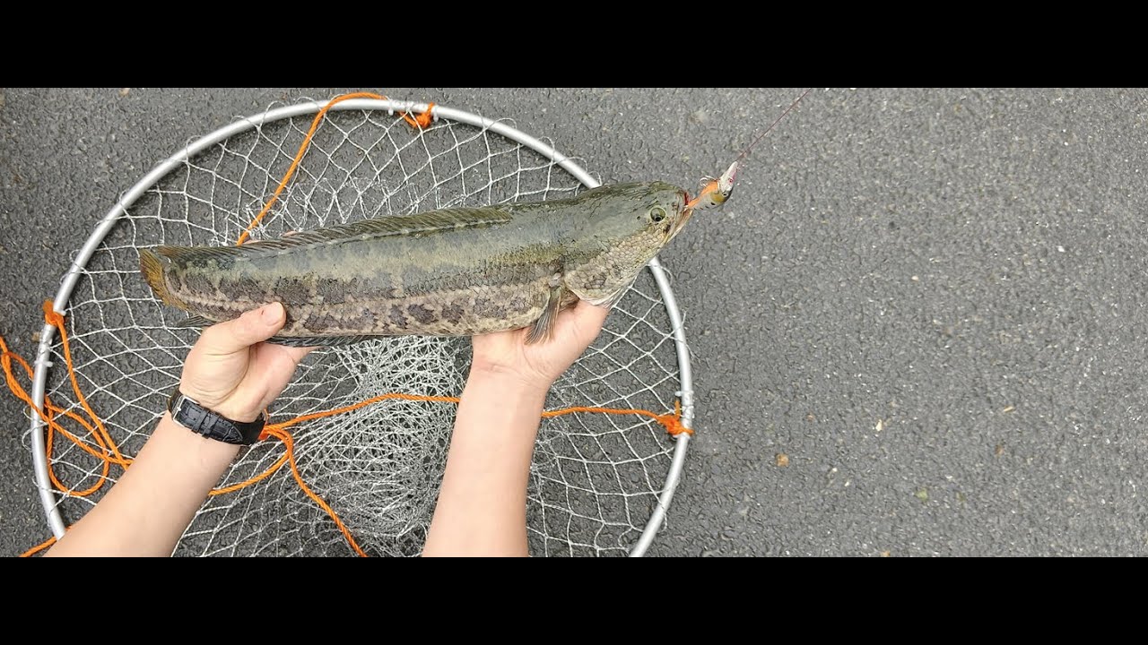 Drasry High Load Bearing Aluminum Ring Bridge and Pier Fishing Net ...