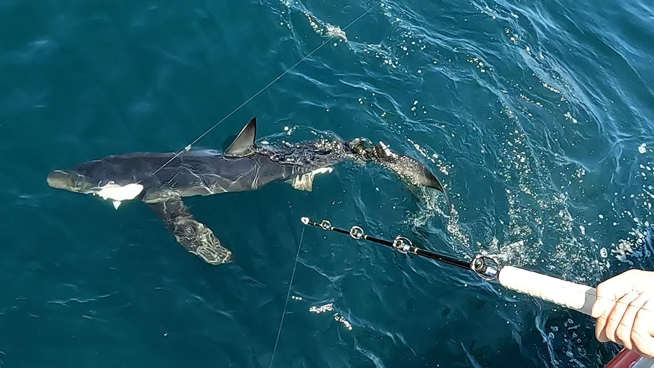 Walsh's Deep Sea Fishing - 08/07/2022 - YouTube