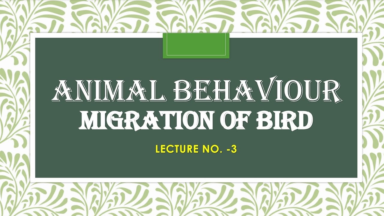 ANIMAL BEHAVIOUR: MIGRATION OF BIRDS - YouTube