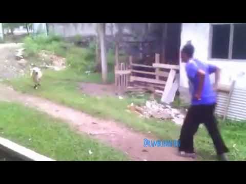 Manusia vs kambing ( menegangkan )