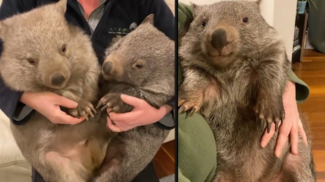 2 Minutes of Adorable wombat 😍 | BEST Compilation #35 - YouTube