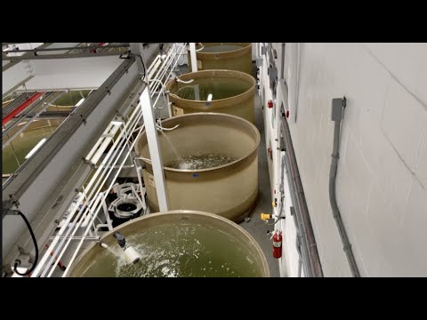 Ferry Cove Shellfish to Start Production - YouTube