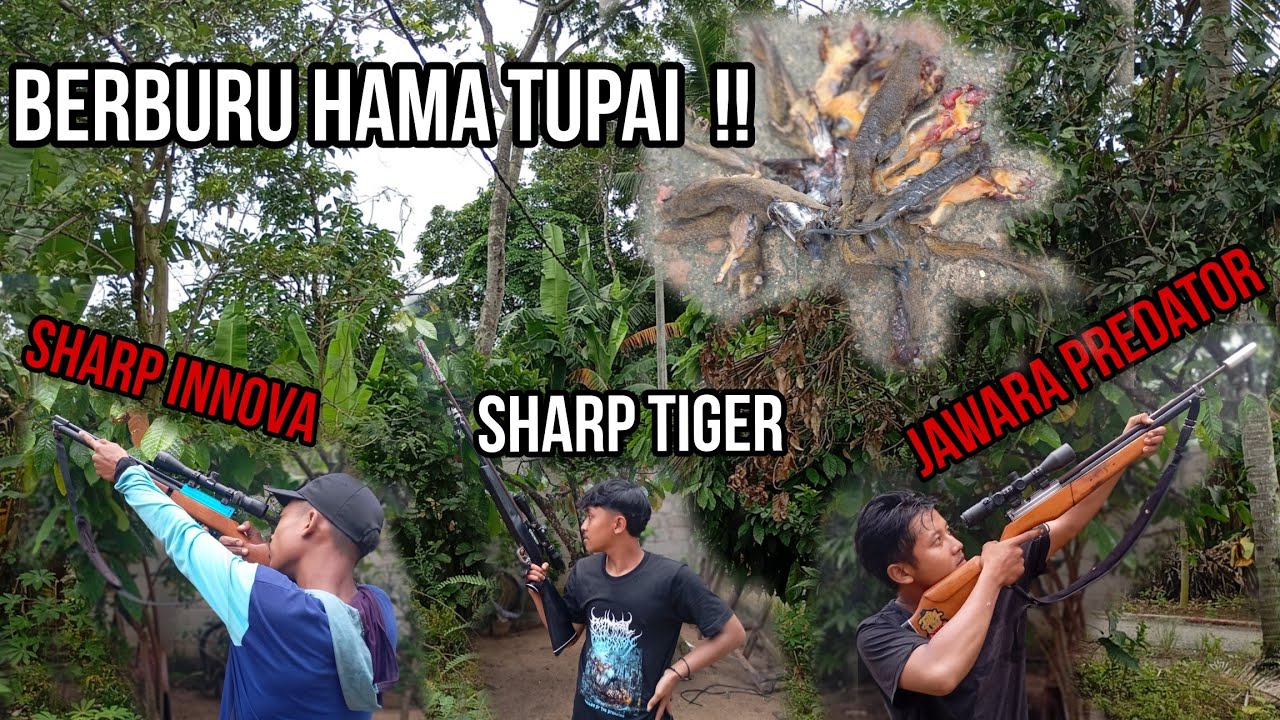 BERBURU HAMA TUPAI‼️MENGGUNAKAN UKLIK, JAWARA PREDATOR, SHARP TIGER ...