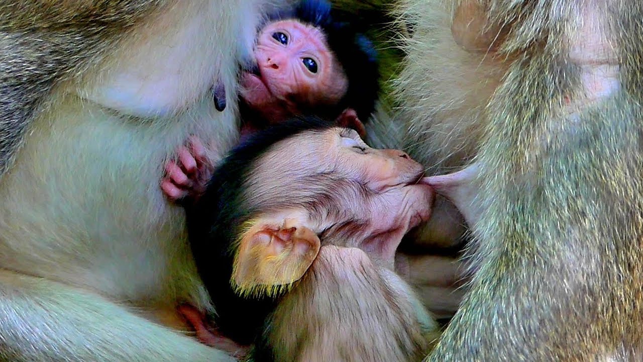 Sweetie Family's Animals, Adorable Babies Animals Trying To huge mom ...