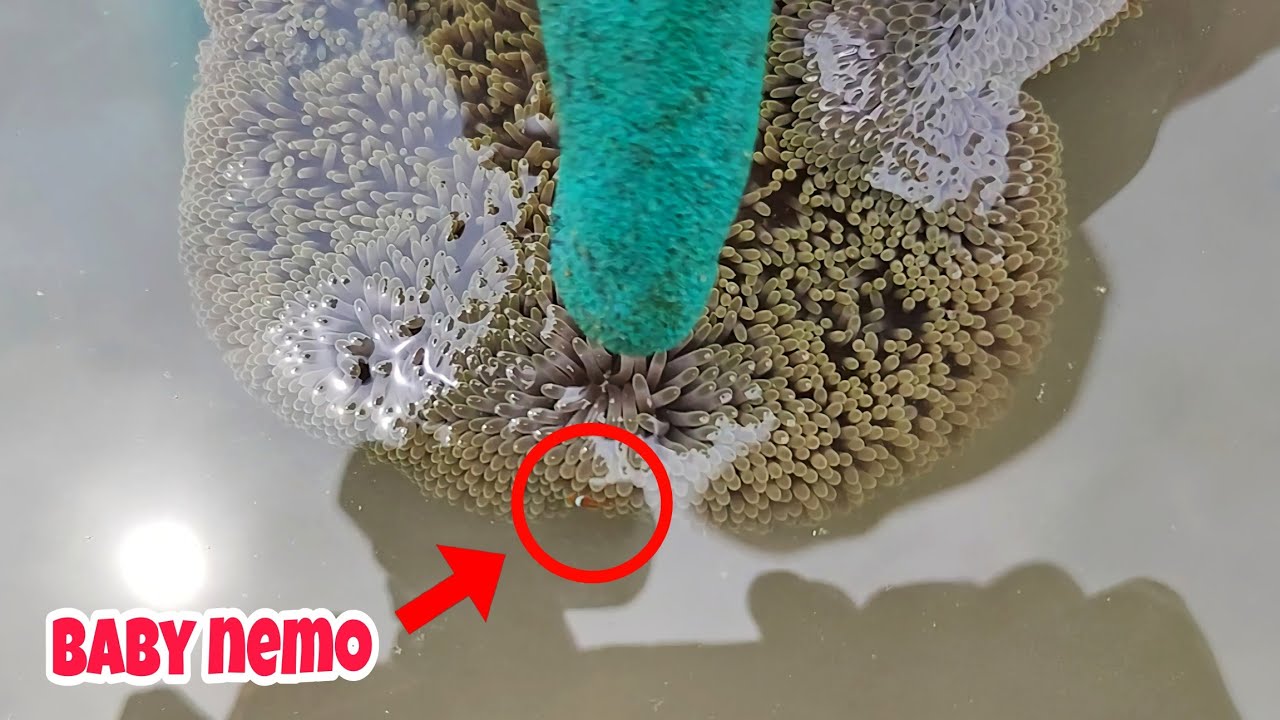 Perburuan random hasilnya diluar dugaan‼️Nemu anemon rumah nemo - YouTube