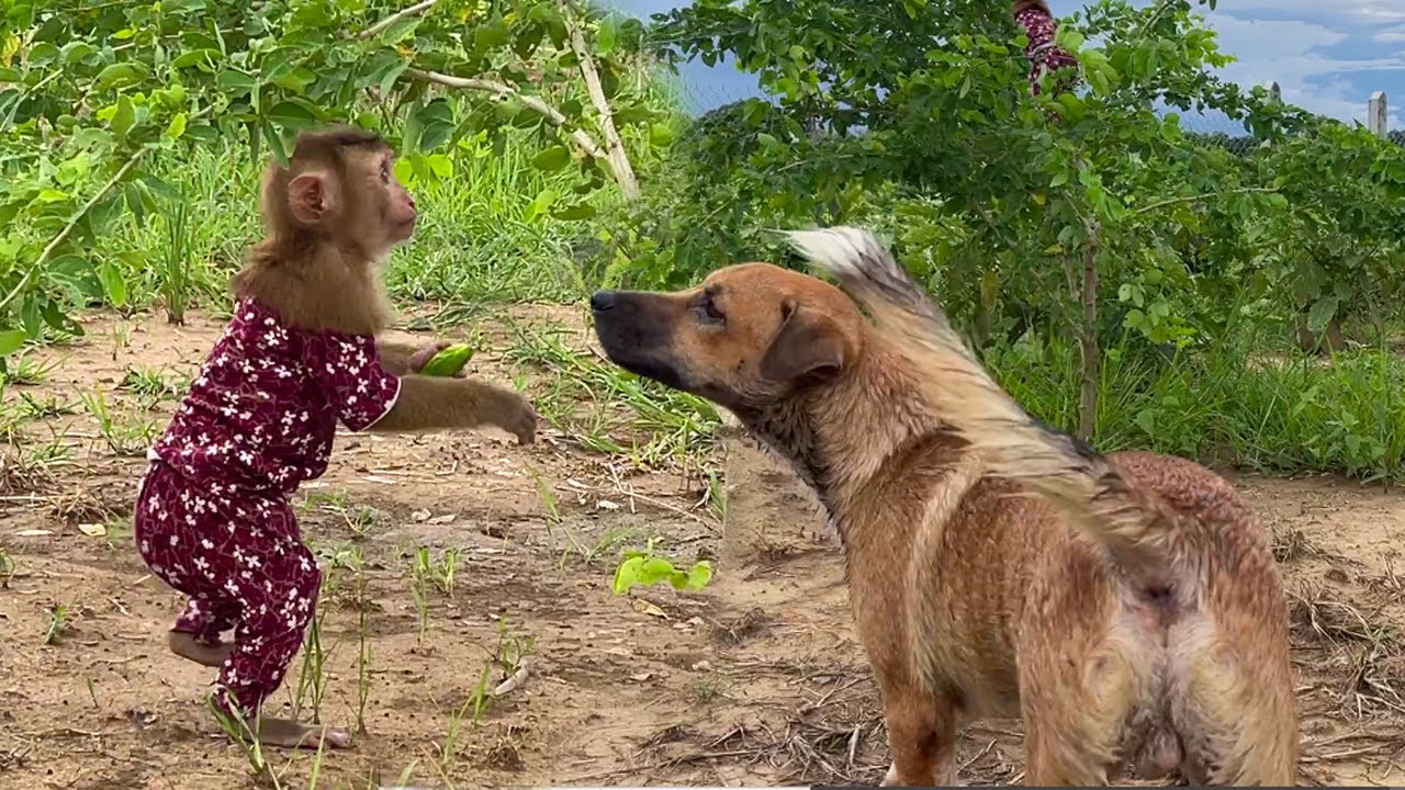 smart DuDu and CaCa baby play happy together - YouTube