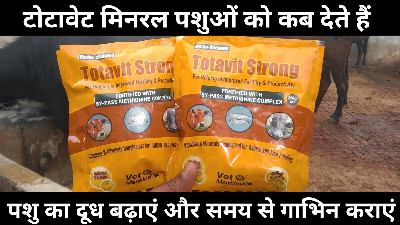 Use Totavet Strong powder Animal || Veterinary best mineral mixture ...
