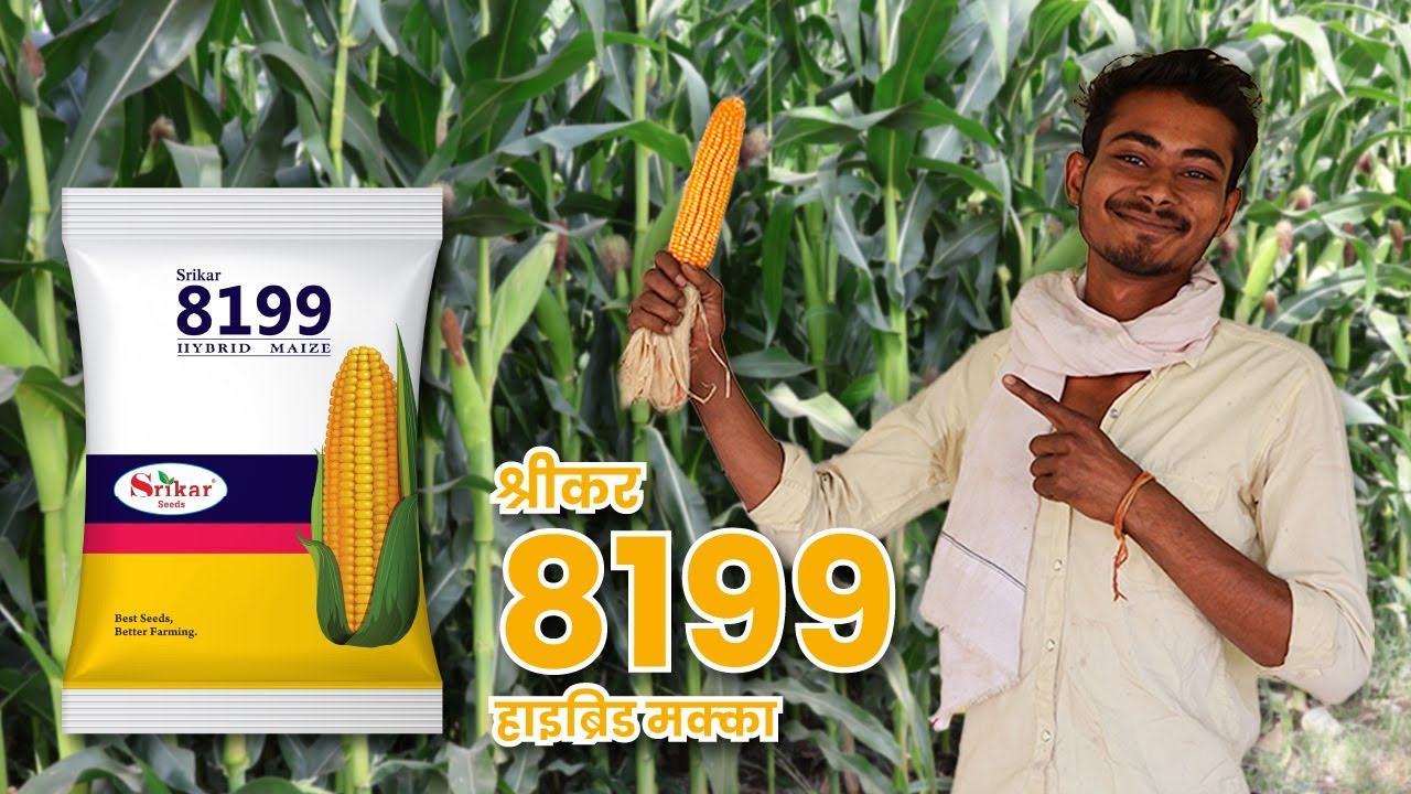 🌽श्रीकर-8199 मक्का: नई पीढ़ी का हाईब्रिड, नई उम्मीदों का बीज | सफलता की ...