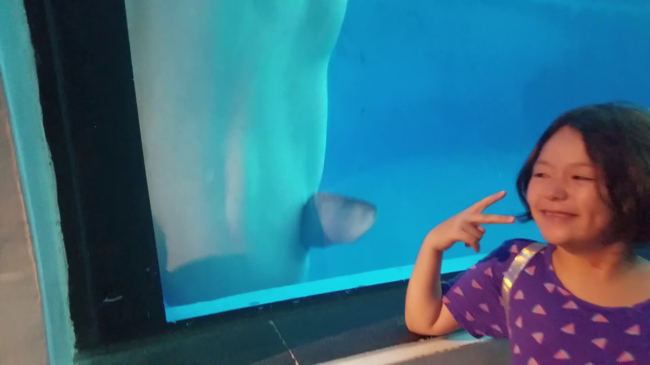 Kending Aquarium with her buddy. beluga 🐋 - YouTube