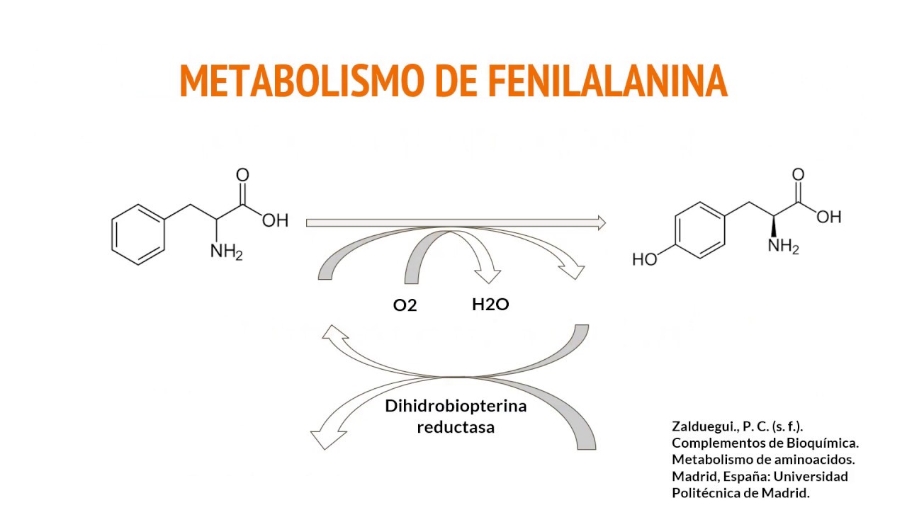 Metabolismo Da Fenilalanina L Fenilalanina 500mg Biofase