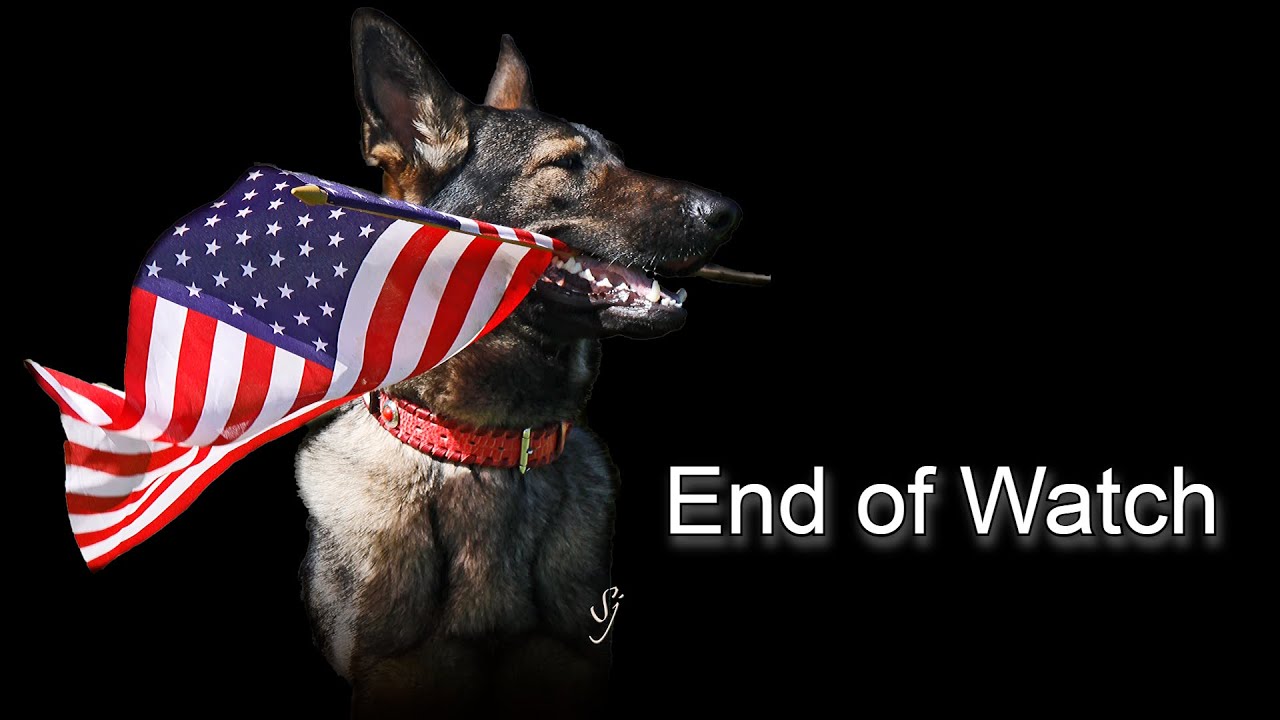 End of Watch | A Tribute To All Search & Rescue Dogs That Have Given ...