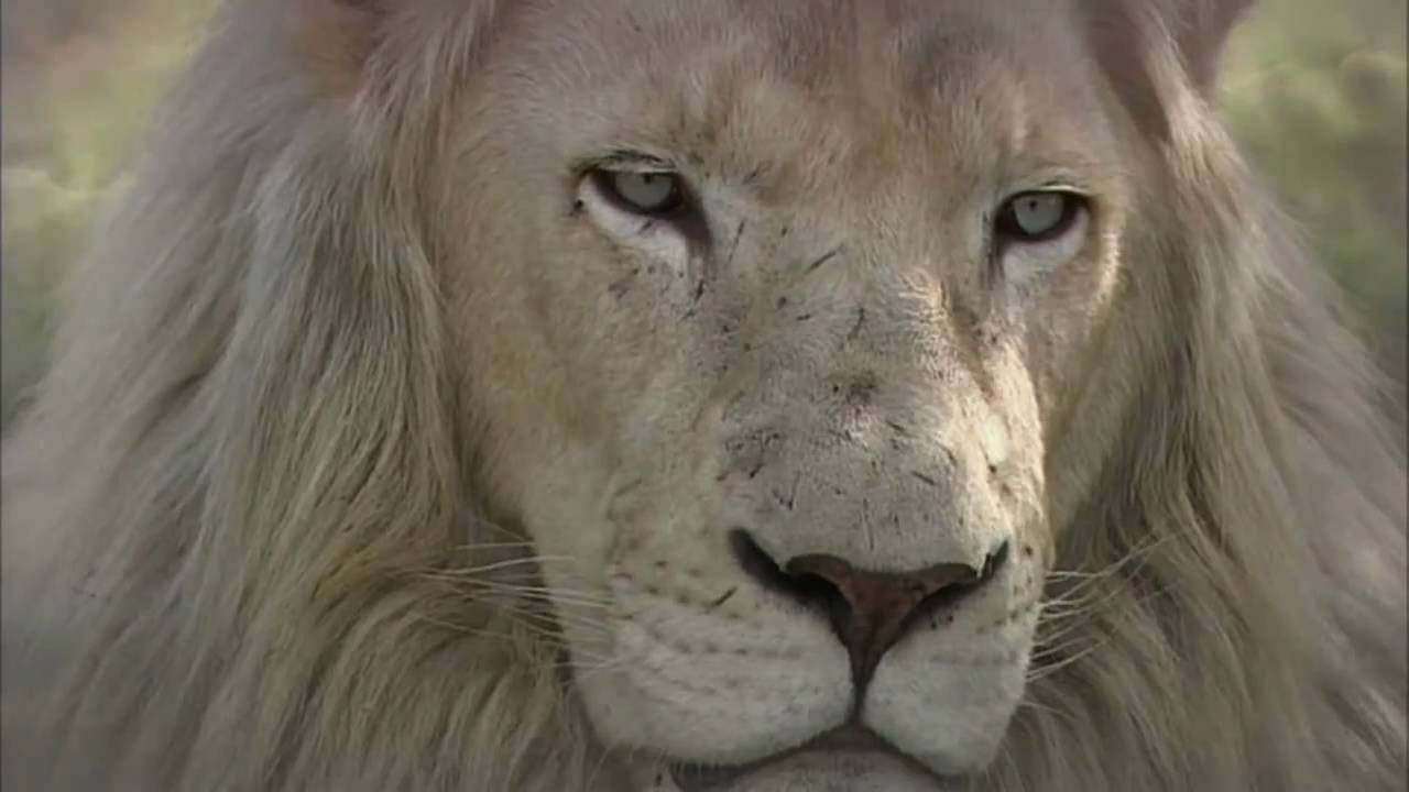 Africa's Outsiders - YouTube