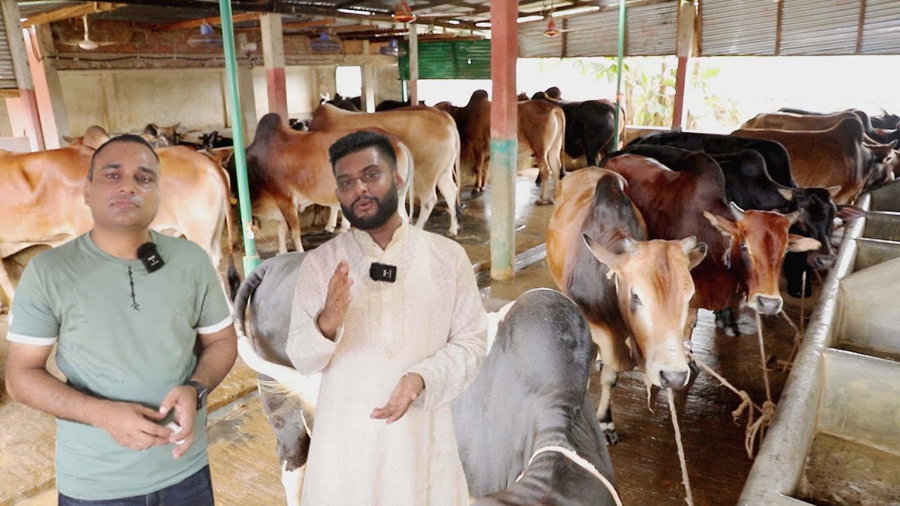 Arian Dairy Farm In Moulvibazar, Bangladesh - গরুর দাম - YouTube