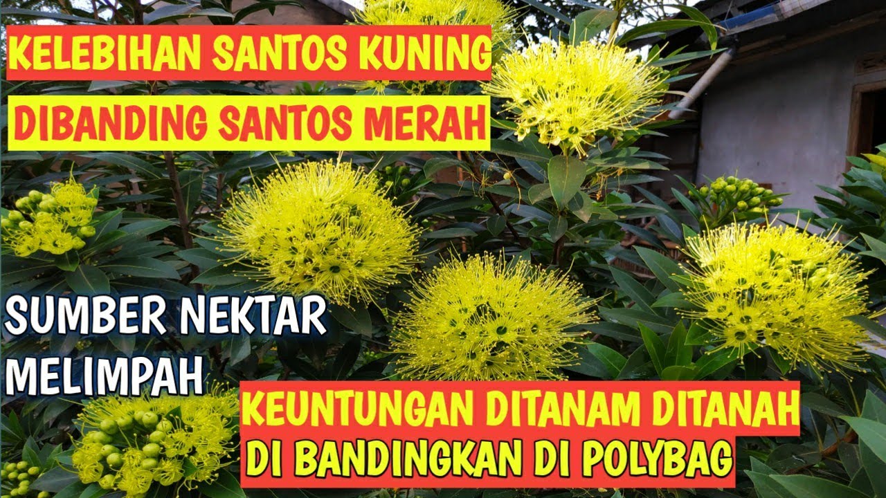 CEK!! KELEBIHAN BUNGA SANTOS TEMON || SUMBER NEKTAR DAN POLEN MELIMPAH ...