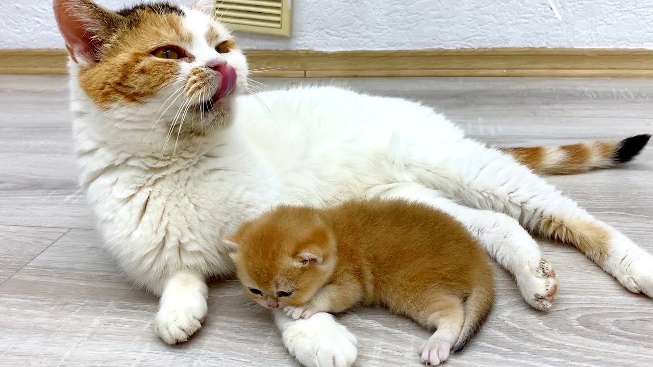 The whole cat family wants to hug little kittens (mom cat voice) - YouTube