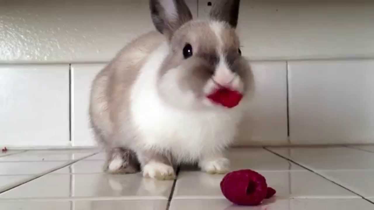 Bunny Eating Raspberries (IF a guy named Eddie) - YouTube
