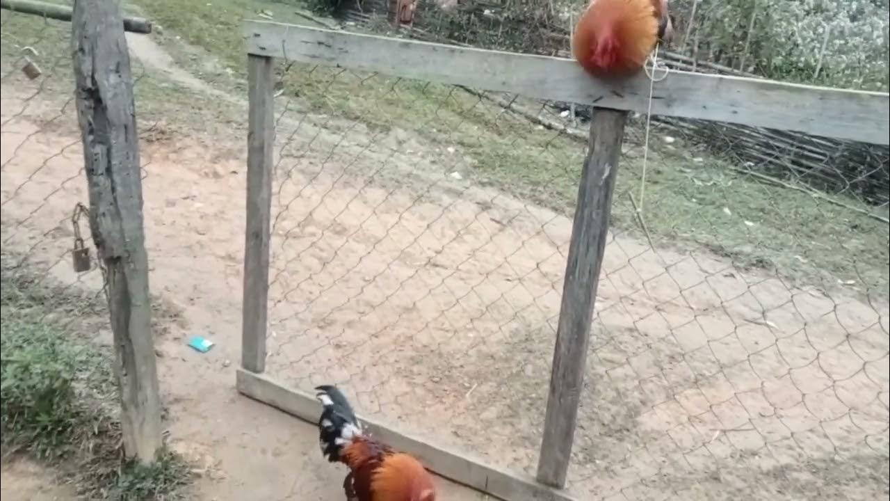 qaib dib tuaj zoo heev. - YouTube