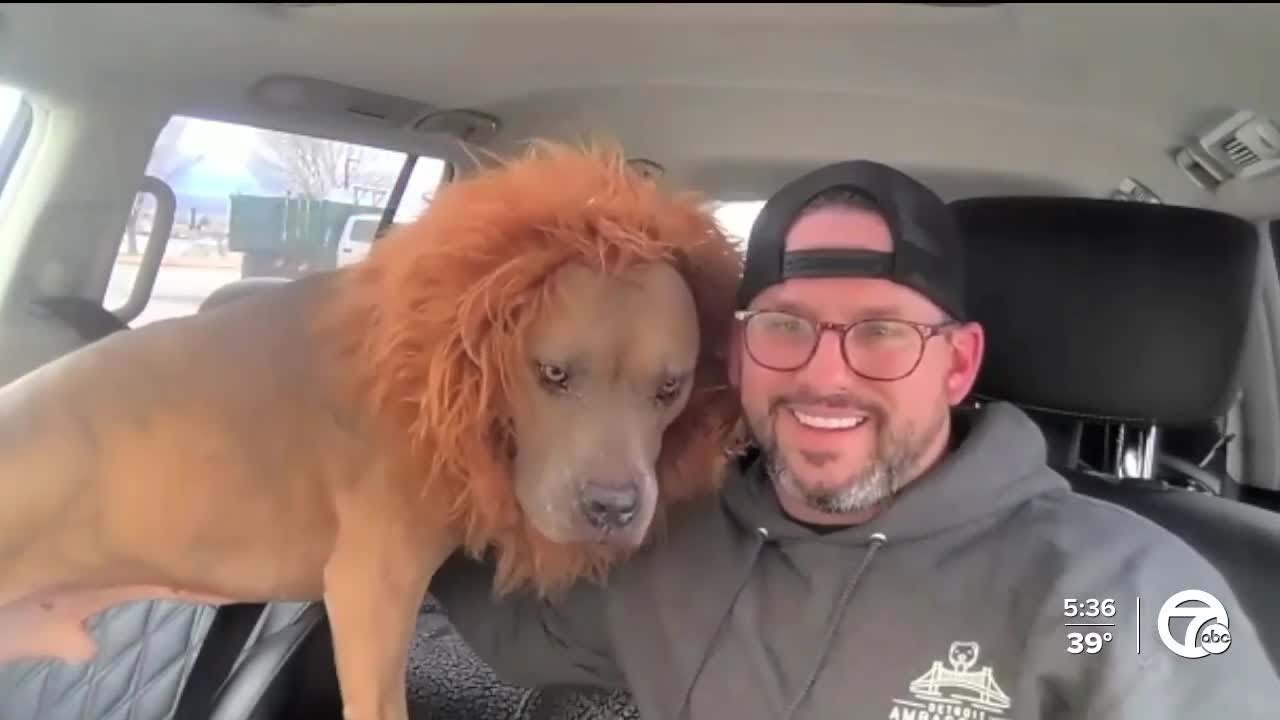 Meet Detroit's Ambassadog: The mane-wearing pit bull road-tripping to ...
