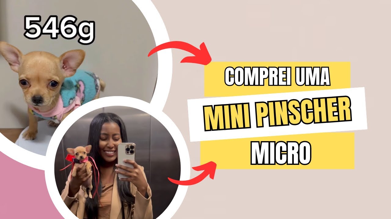 COMPREI UMA MINI PINSCHER MICRO (ZERO) PARA PRESENTEAR MEU NAMORADO ...