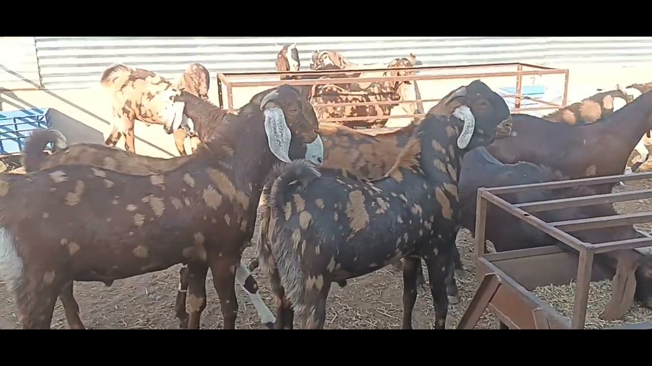 AJMERA GOAT 65 NANG 55 KG - YouTube
