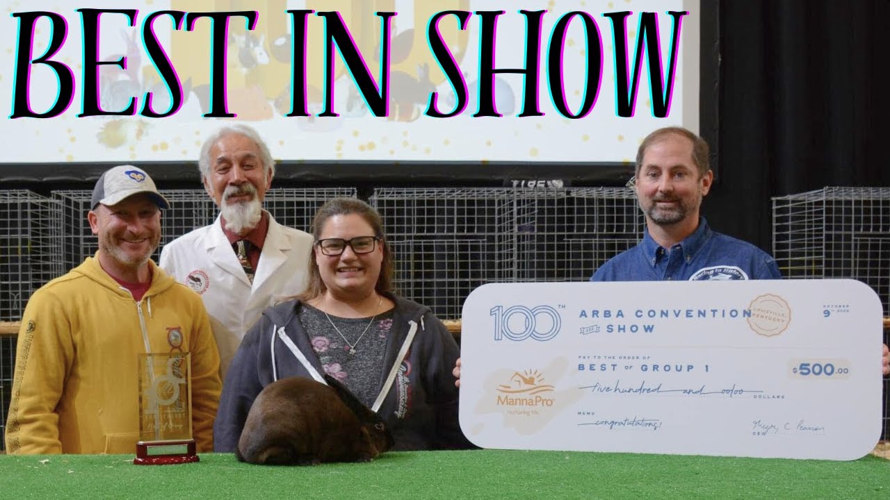 2023 ARBA Open Rabbit BEST IN SHOW - YouTube