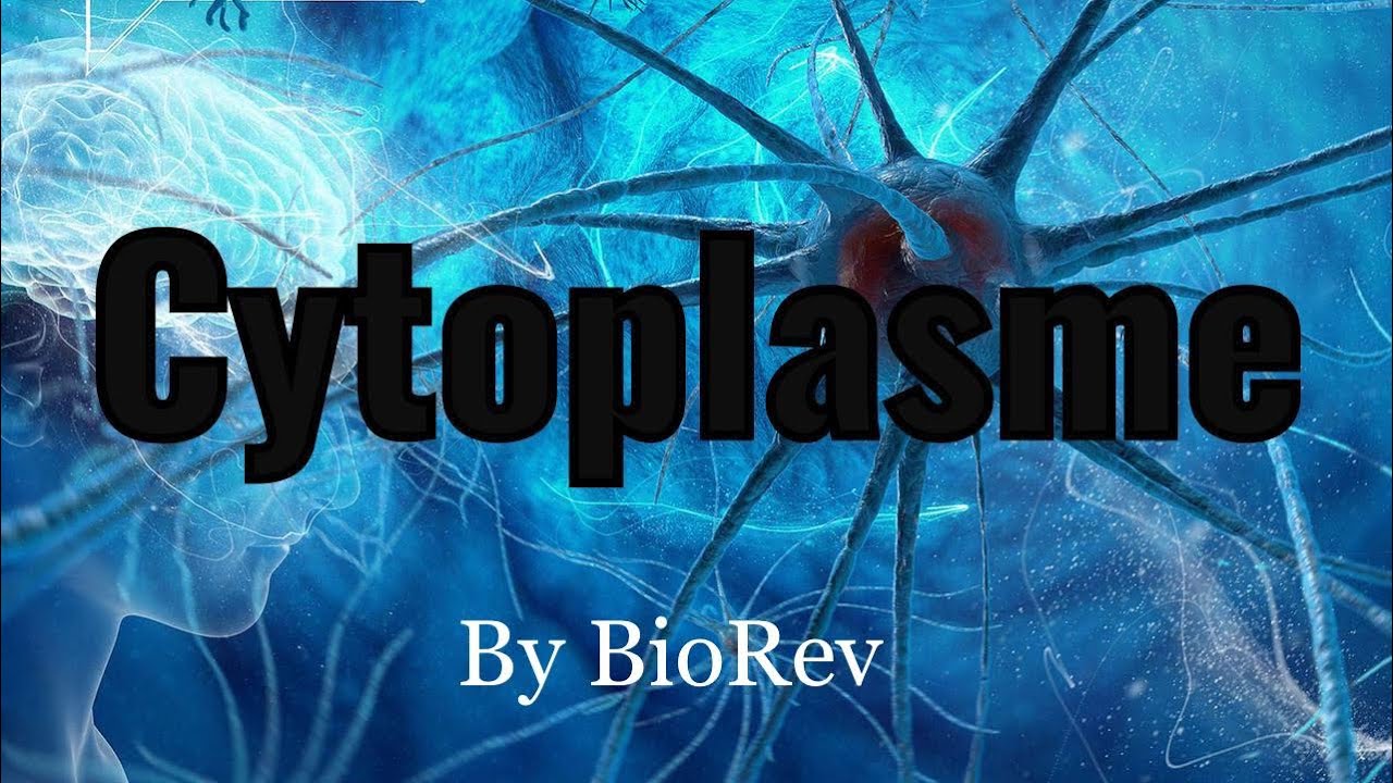 Cytoplasme, cytosol ou Hyaloplasme - YouTube