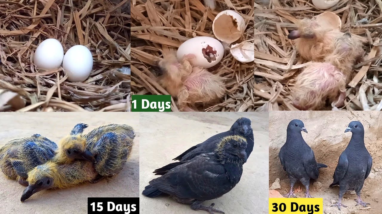 pigeon baby growth day 1 to adult || pigeon baby growth day by day ...