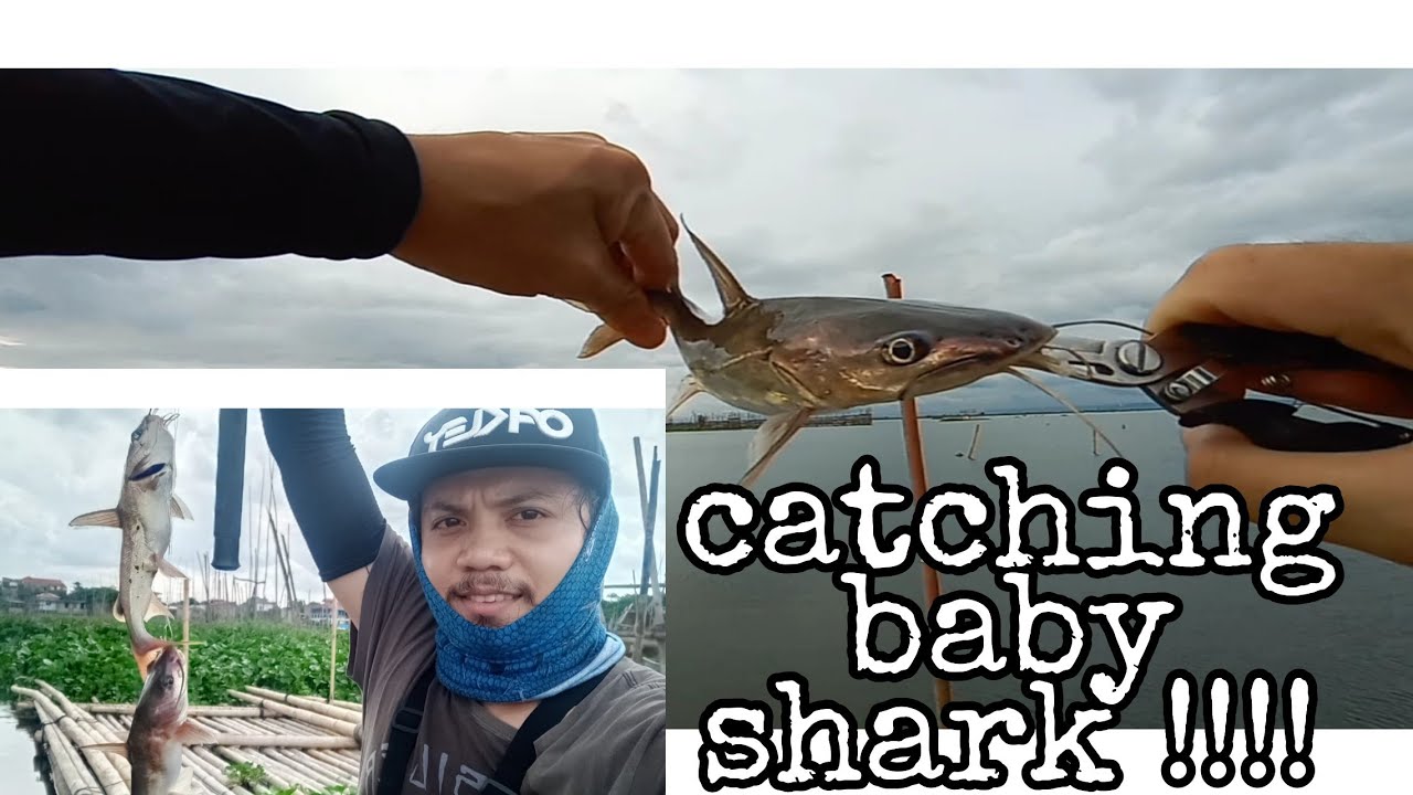 fishing in Laguna bay | catch and release| fresh water species kanduli ...