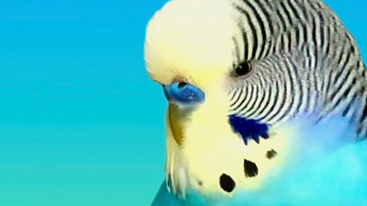 60 words in 60 seconds - YouTube