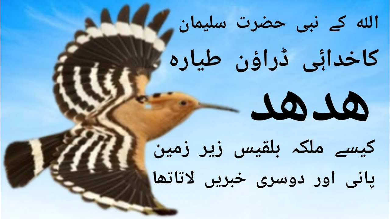 MESSENGER OF PROPHET HAZRAT SULEIMAN BIRD HOOPOE /HUD HUD HAZRAT ...