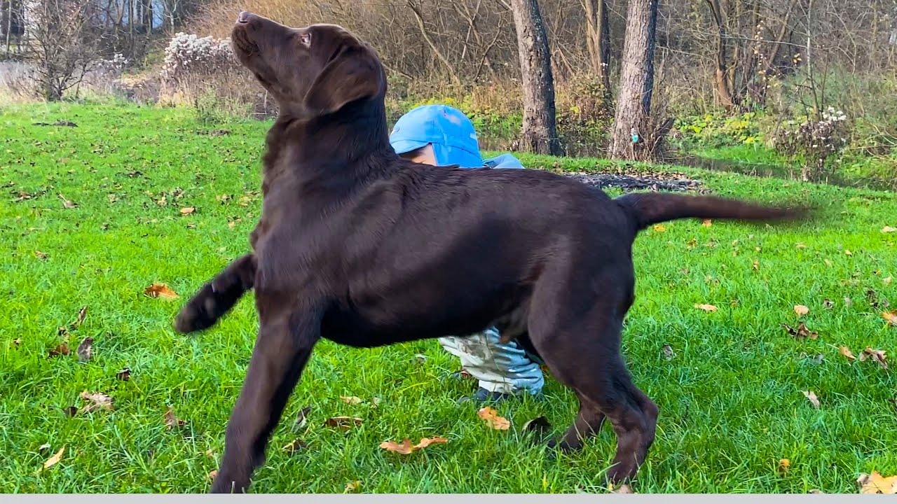 Kid having fun with Chocolate Labrador Retriever Puppy. - YouTube
