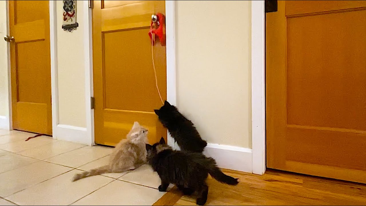 SKOGBERG CATTERY | NORWEGIAN FOREST CATS. Our Kittens Will Meet Their ...
