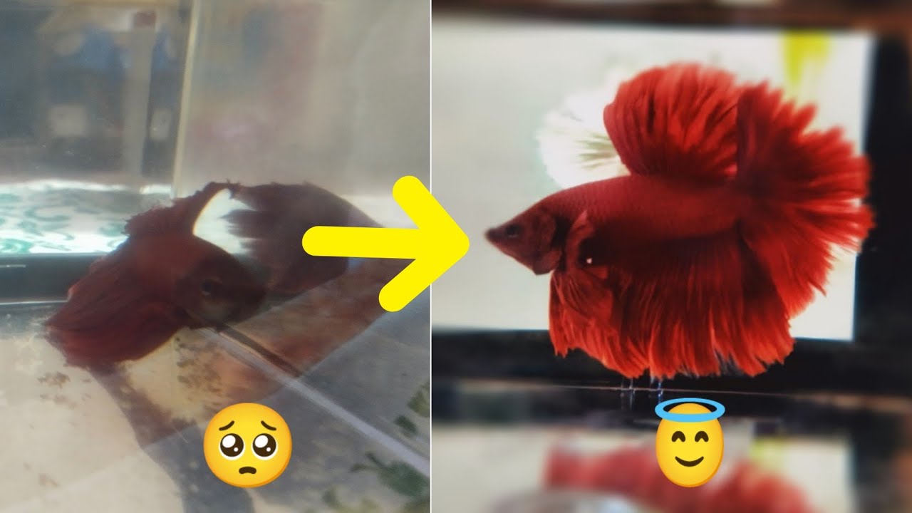 Sick betta into healthy one | betta sick - YouTube