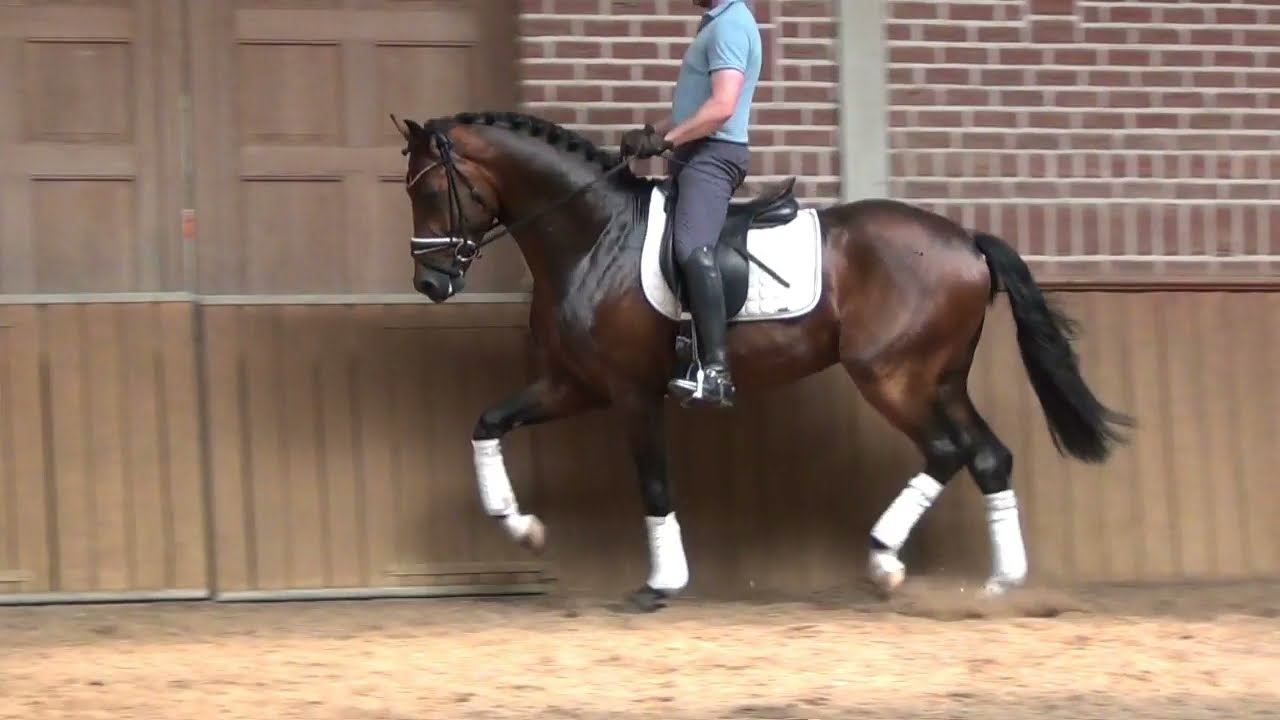 "Florian" 3 jähriger hannoveraner Hengst, 1.70 m, V. Fürst Belissaro ...