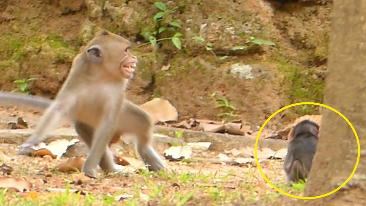 JANNA Monkey Cry Shockinge By Lost Plan To Kidnap JAZZY And Running ...