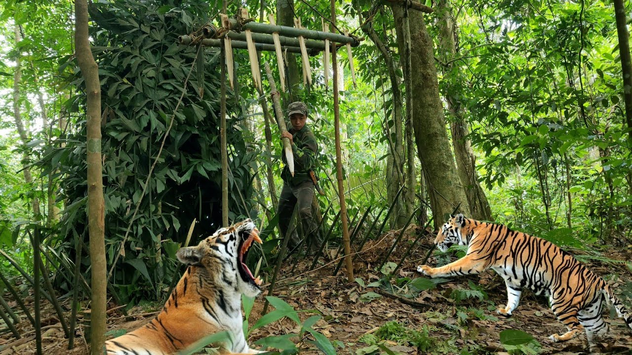 Survive alone, detect tigers, attack people, skills, tiger traps, survival instincts - YouTube