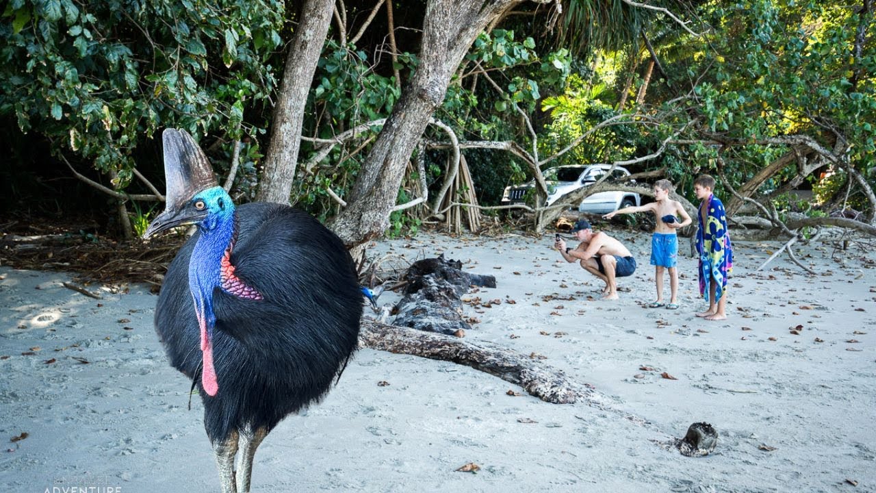 We FINALLY See CASSOWARIES!!! - YouTube