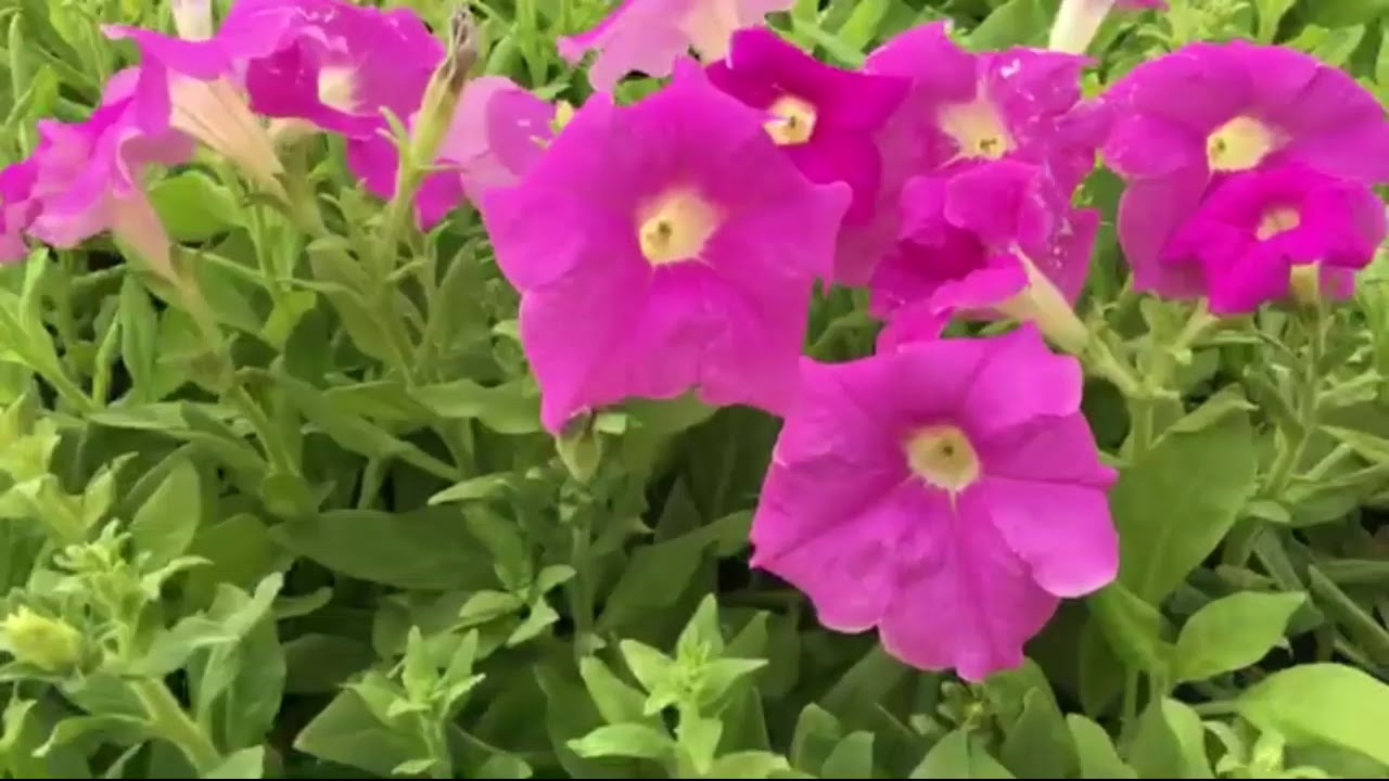 Qatar Seasonal Flowers I Flowering Plants & Vegetables In DOHA - YouTube