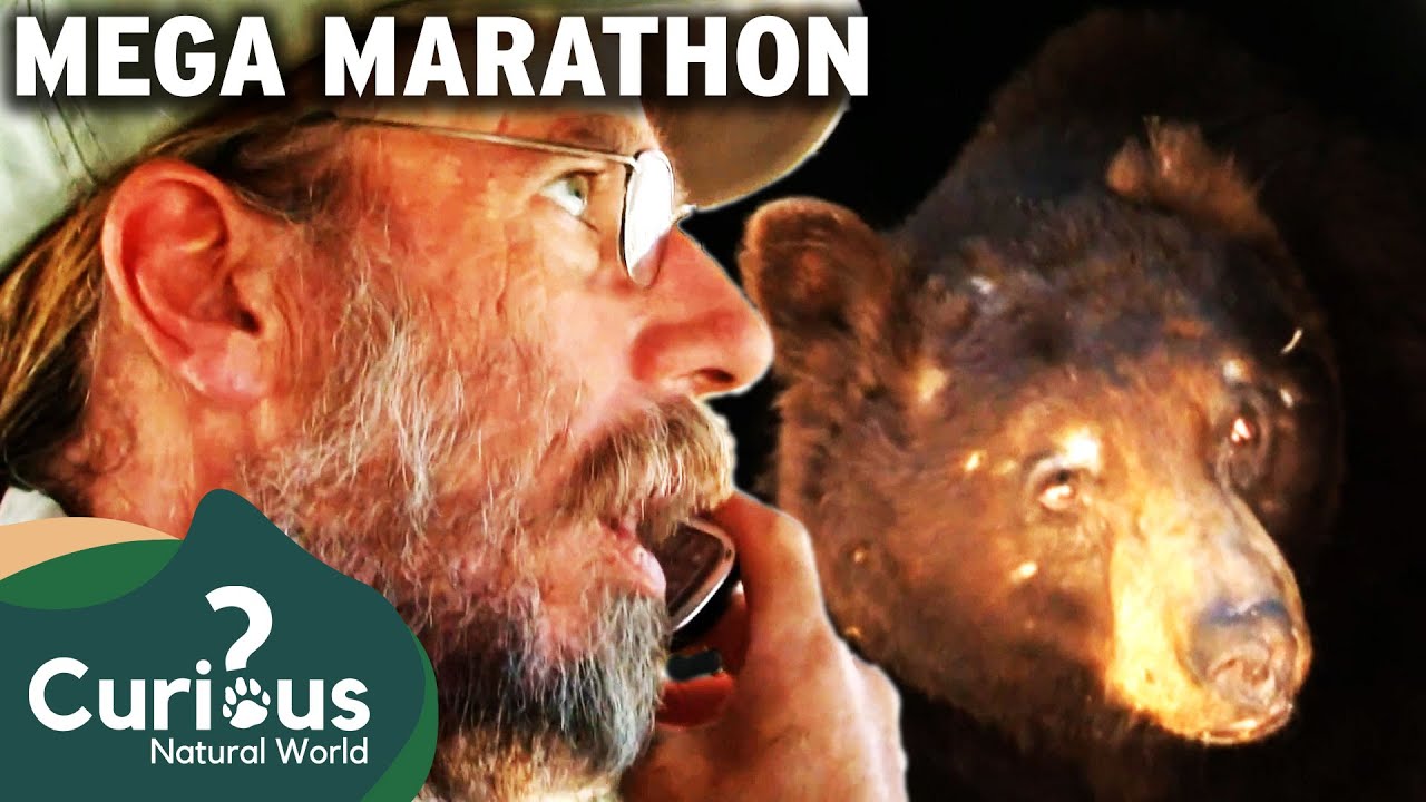 Bear Wrangler Steve Searles Saves Terrified Locals | Full Episodes ...