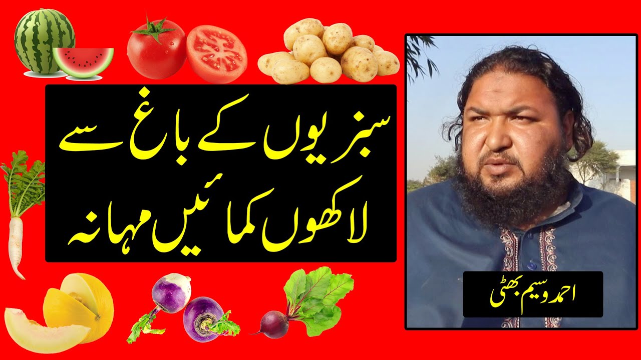 Vegetable Farming In Pakistan | Most Profitable Business | Organic ...