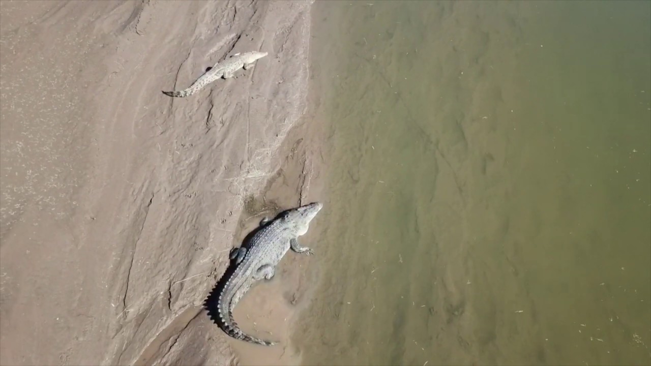 Croc feeding frenzy - YouTube