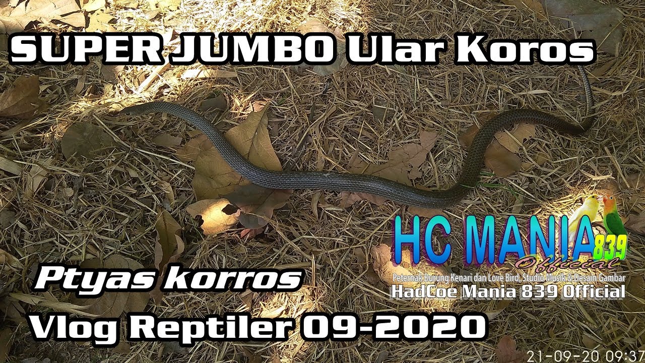 SUPER JUMBO Ular Koros - Ptyas korros Vlog Reptiler 09-2020 - YouTube